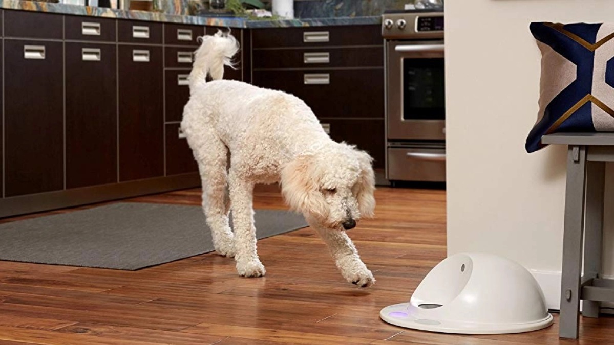 Best Automatic Dog Feeders To Feed Your Dog 24/7